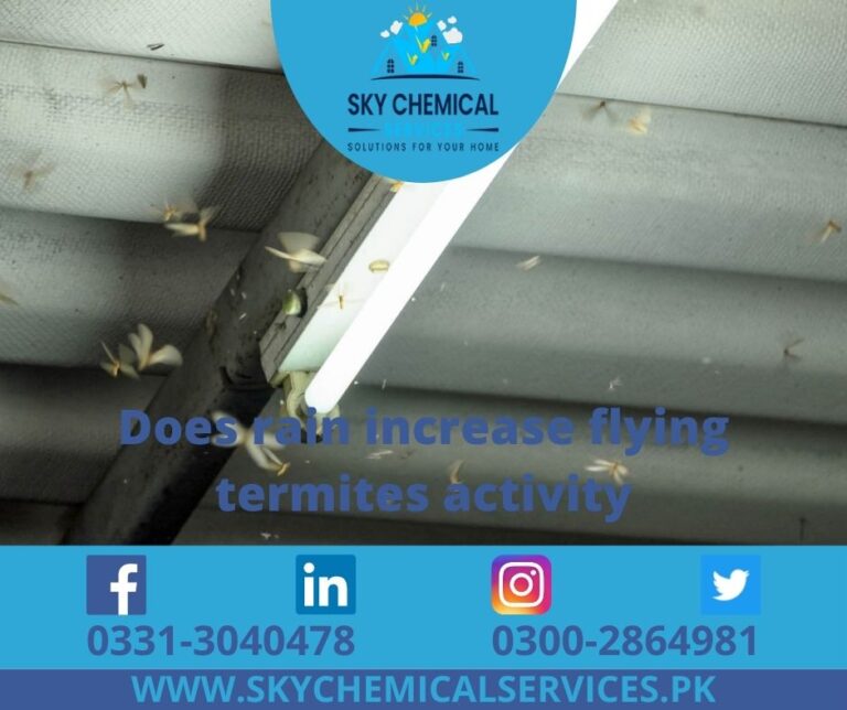 Does Rain Increase Flying Termite Activity? - Sky Chemical Services